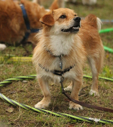 Blue Ridge – DSA Mini Camp – Dog Scouts of America