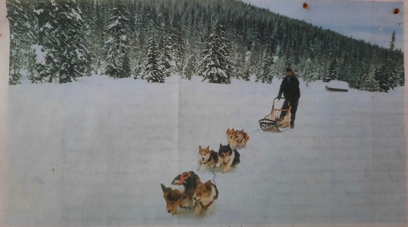 Corgi Sled Dog Team – Dog Scouts of America