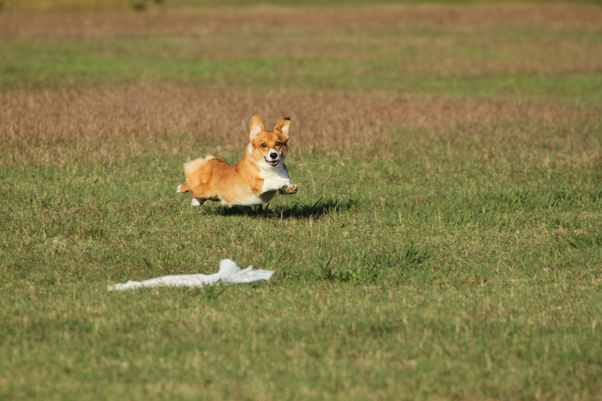 TX – DSA Camps – Dog Scouts of America
