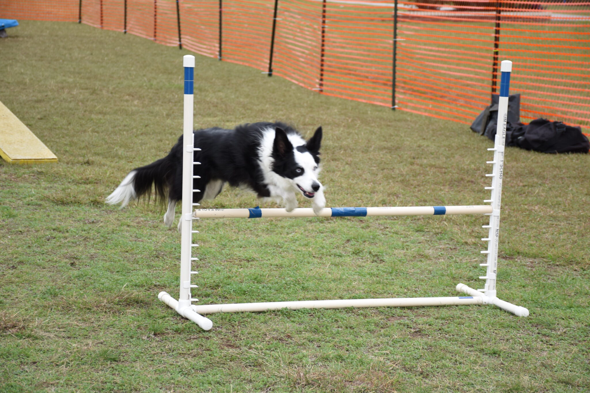 TX – DSA Camps – Dog Scouts of America